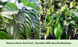 Daun Leilem: Asal Usul , Karakteristik dan Manfaatnya
