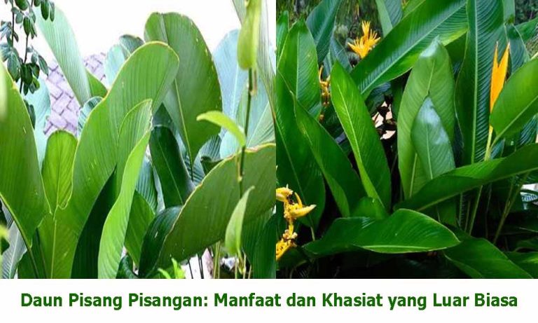 Daun Pisang Pisangan: Manfaat dan Khasiat yang Luar Biasa