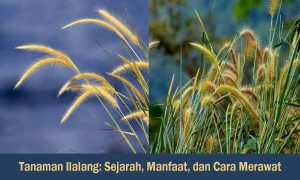 Tanaman Ilalang: Sejarah, Manfaat, dan Cara Merawat