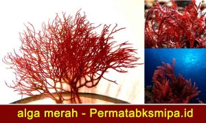 Alga Merah: Ciri Ciri, Habitat dan Manfaatnya - Permatabksmipa.id