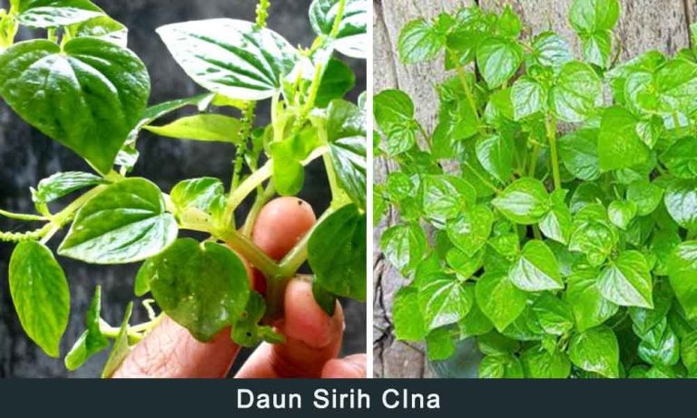 Daun Sirih Cina: Asal Usul, Manfaat dan Keunikannya