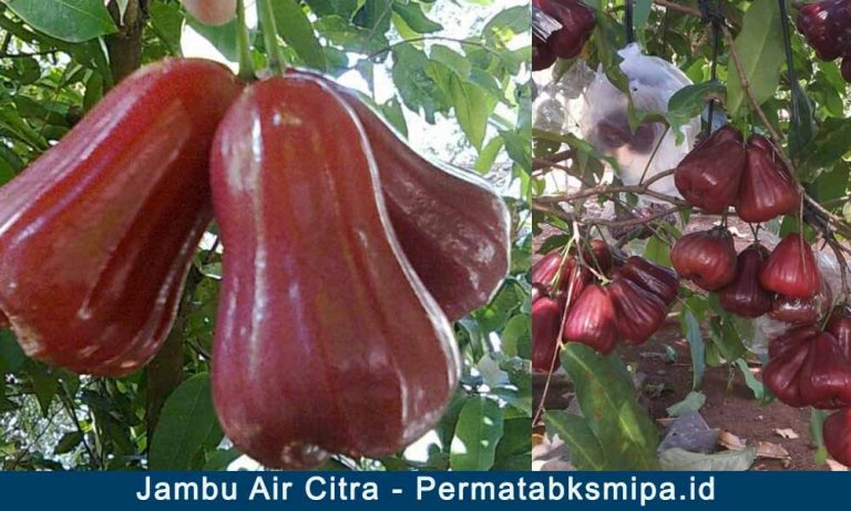 Jambu Air Citra: Mengenal Manfaat dan Budidayanya