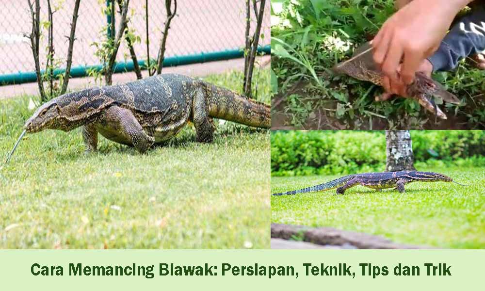 Cara Memancing Biawak: Persiapan, Teknik, Tips dan Trik - Permatabksmipa.id